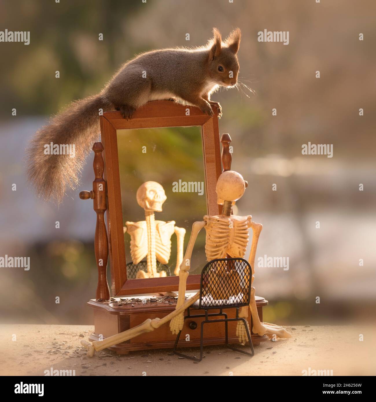 Red squirrel with a skeleton hi-res stock photography and images - Alamy