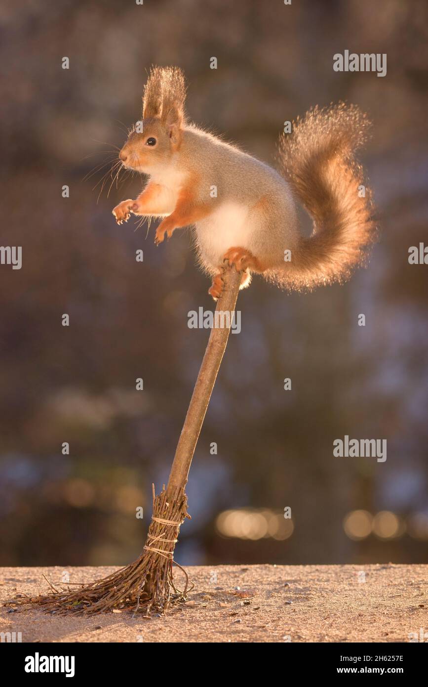 Brush balancing hi-res stock photography and images - Alamy