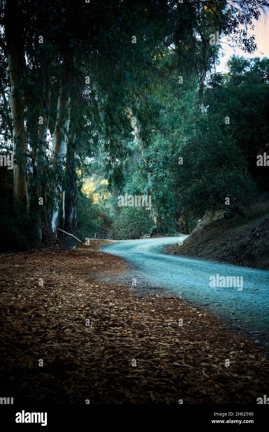 Path in the quiet forest Stock Photo - Alamy