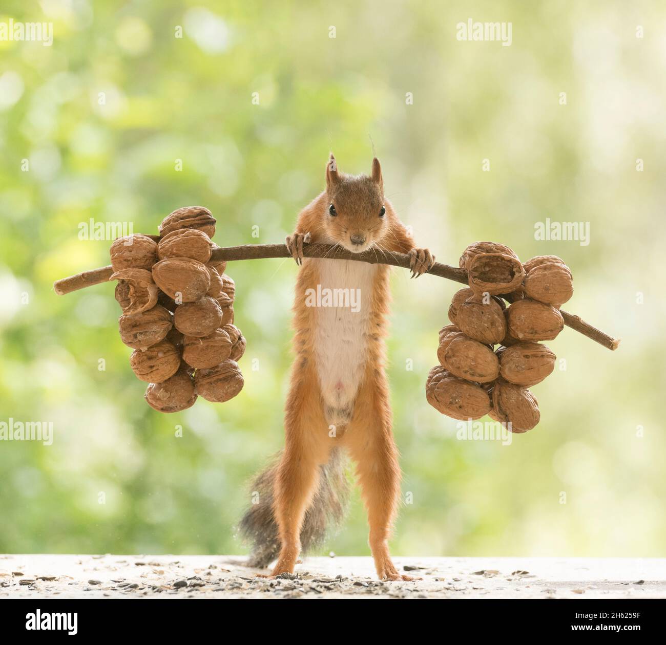 red squirrel is lifting walnuts Stock Photo - Alamy