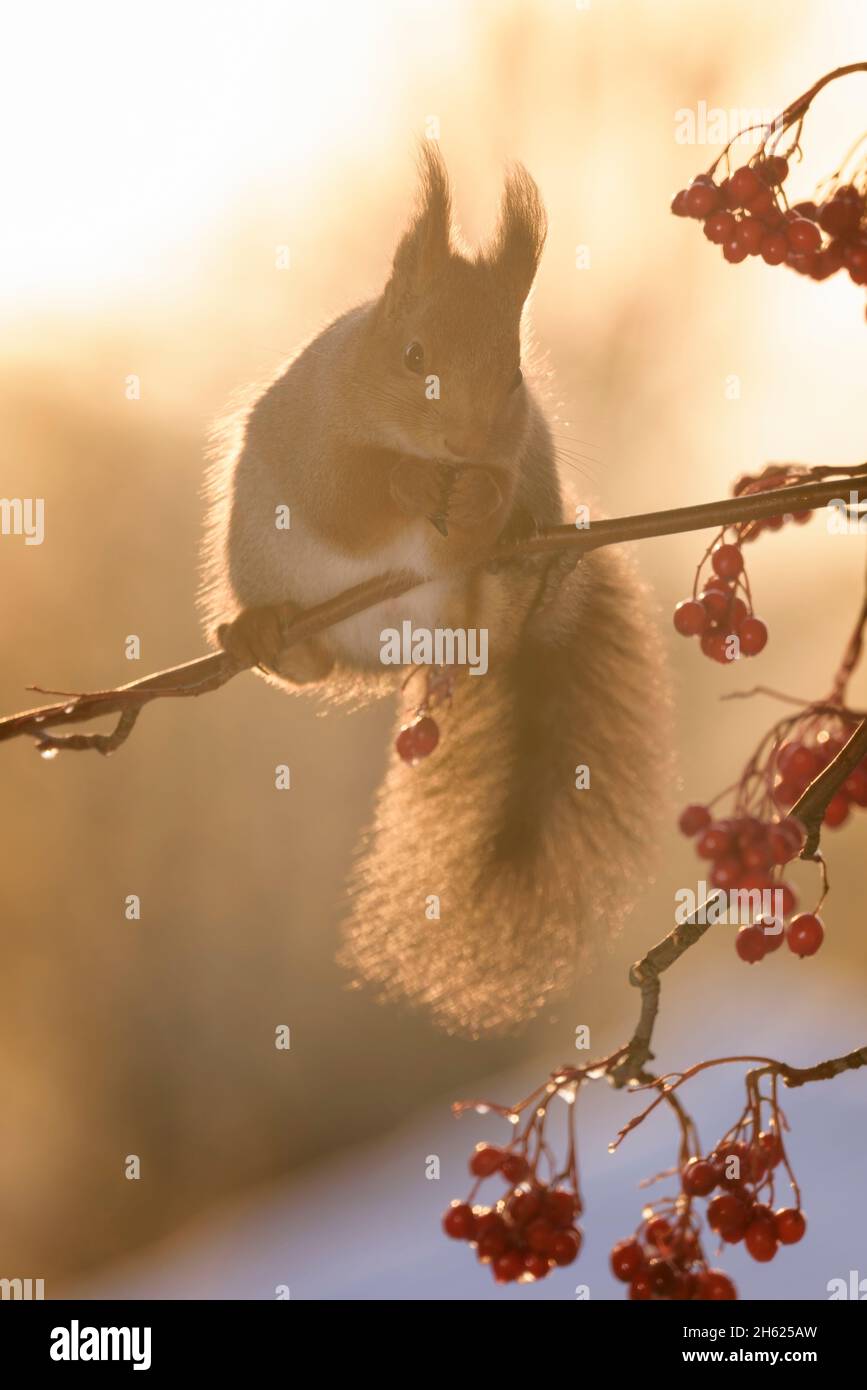 Red squirrel in the sun hi-res stock photography and images - Alamy