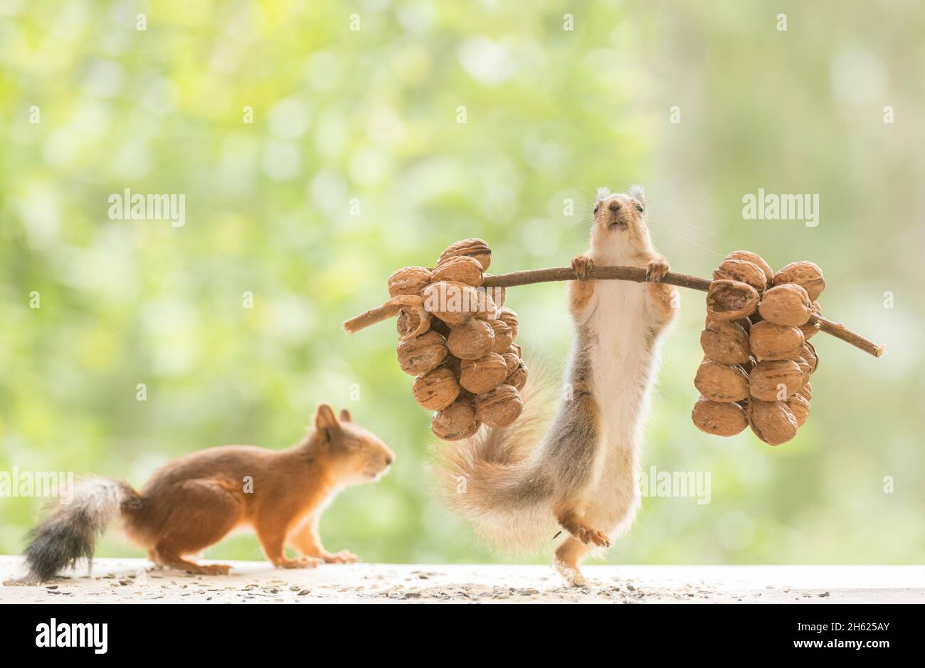 red squirrel is lifting walnuts Stock Photo - Alamy