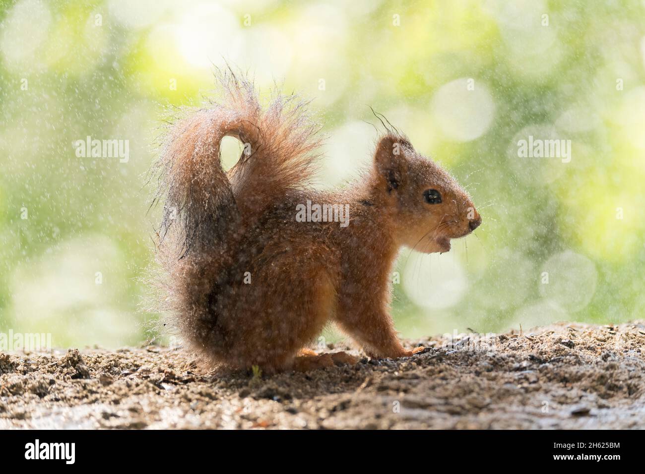 Sciuridae in rain High Resolution Stock Photography and Images - Alamy
