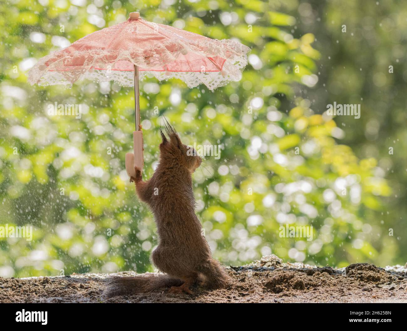 red squirrel holding an umbrella in the rain Stock Photo - Alamy