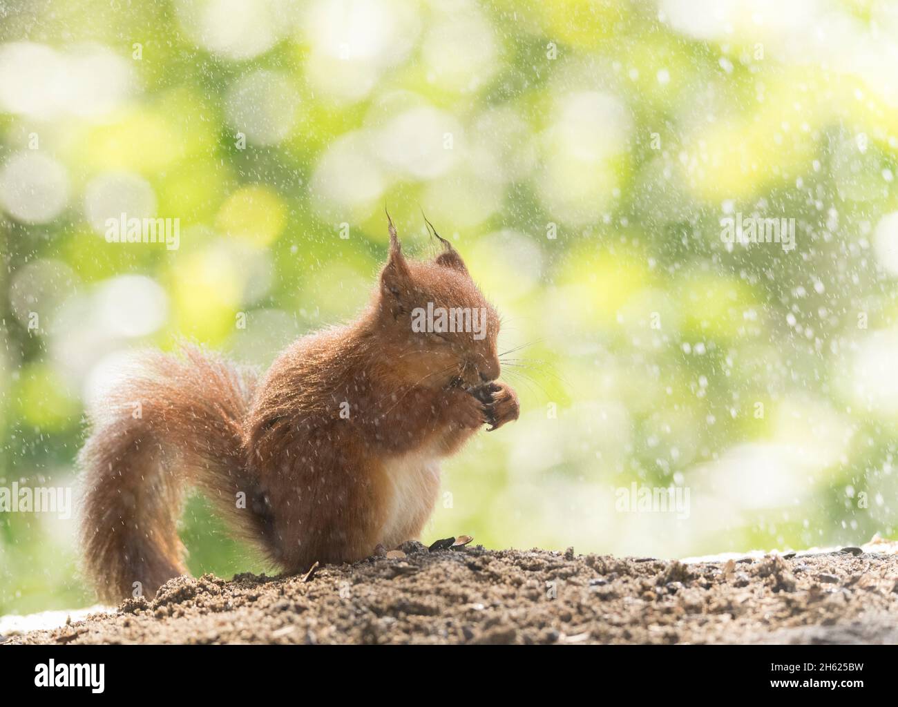 Sciuridae in rain hi-res stock photography and images - Alamy