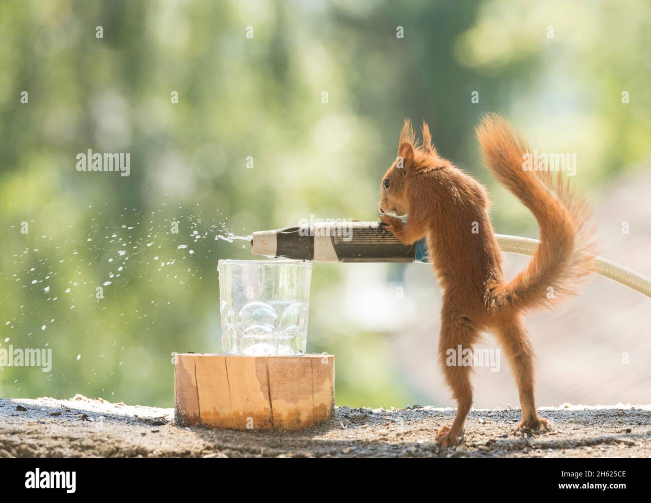 Holding the water hose hi-res stock photography and images - Alamy