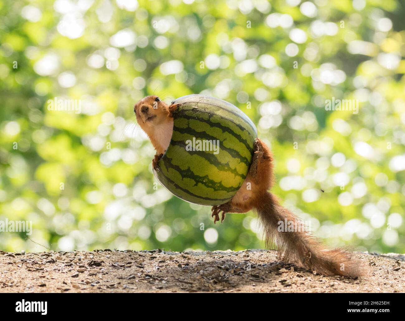 A watermelon hi-res stock photography and images - Alamy