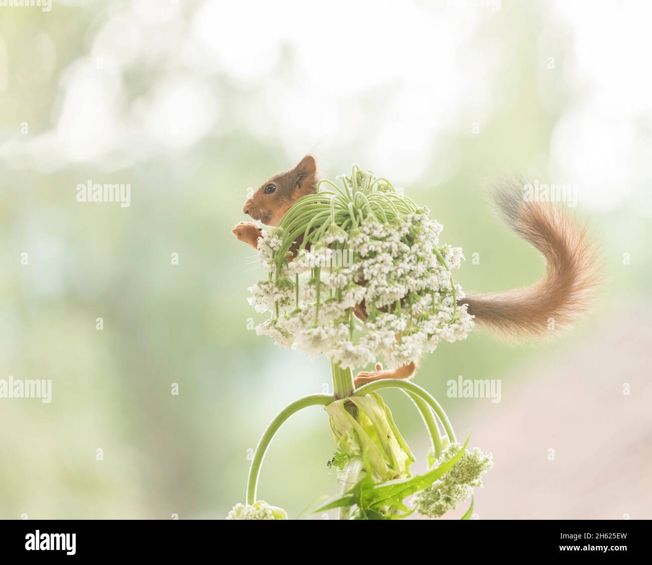 Monocarpic flower hi-res stock photography and images - Alamy