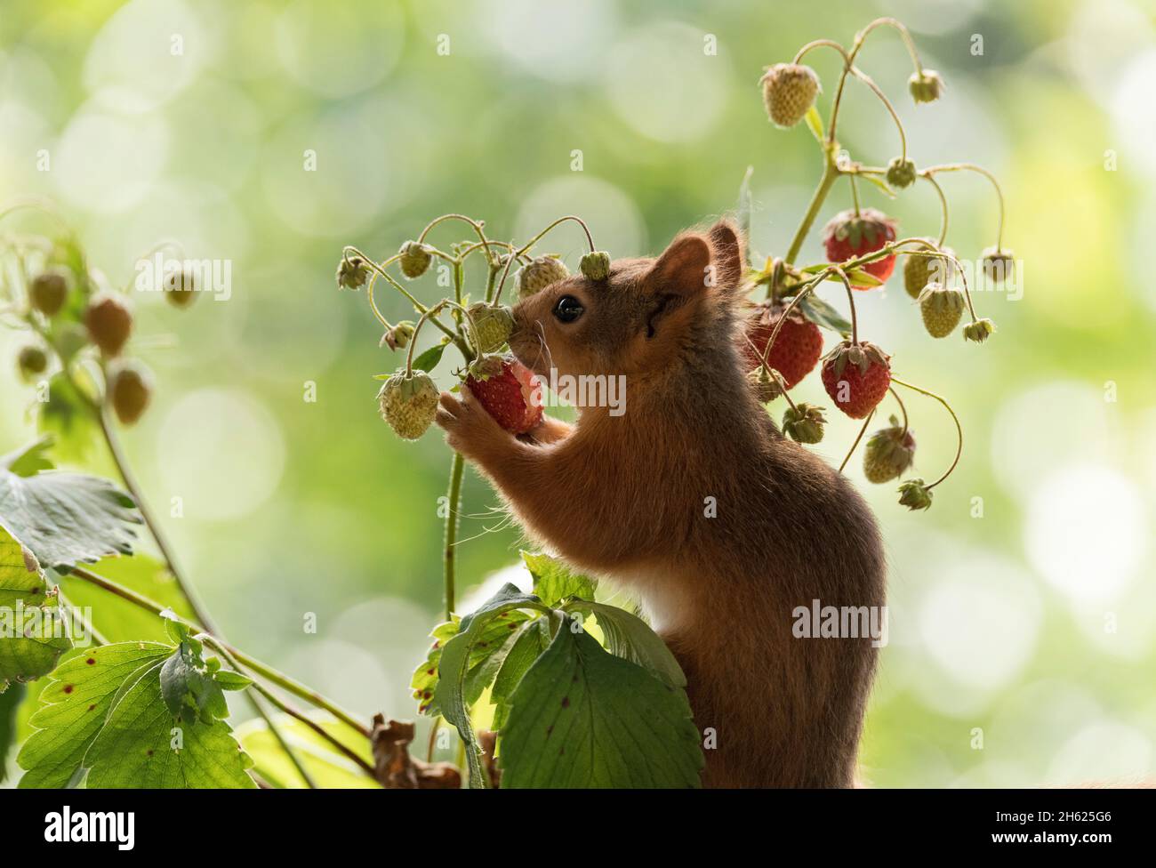 Strawberry smell hi-res stock photography and images - Alamy