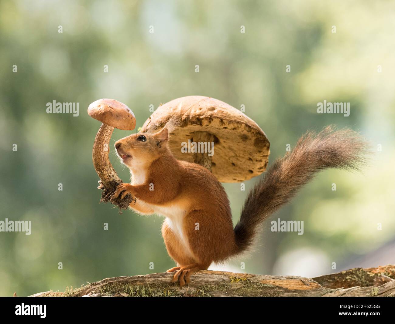 Red Squirrel Is Holding An To A Mushroom High Resolution Stock ...