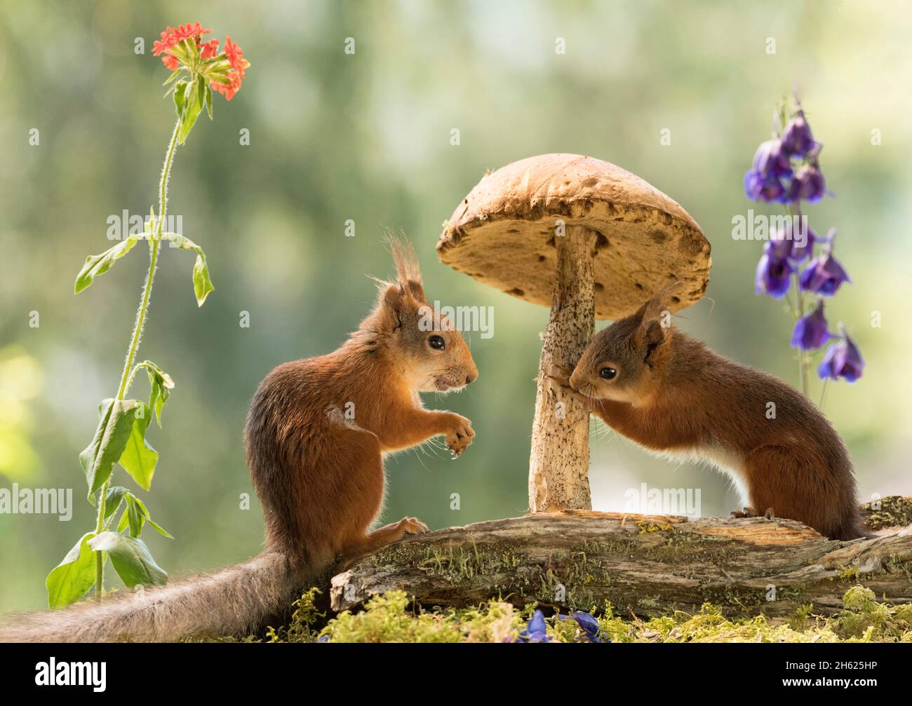 Red squirrels stand with a mushroom hi-res stock photography and images ...
