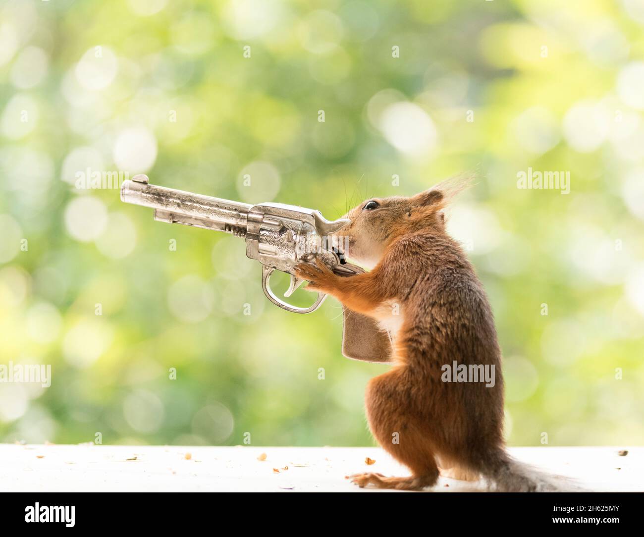 Funny Squirrels With Guns