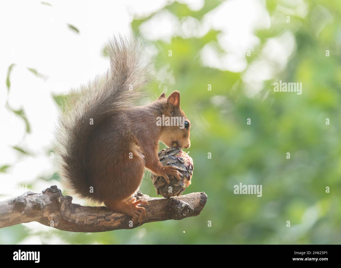Squirrel dinner hi-res stock photography and images - Alamy