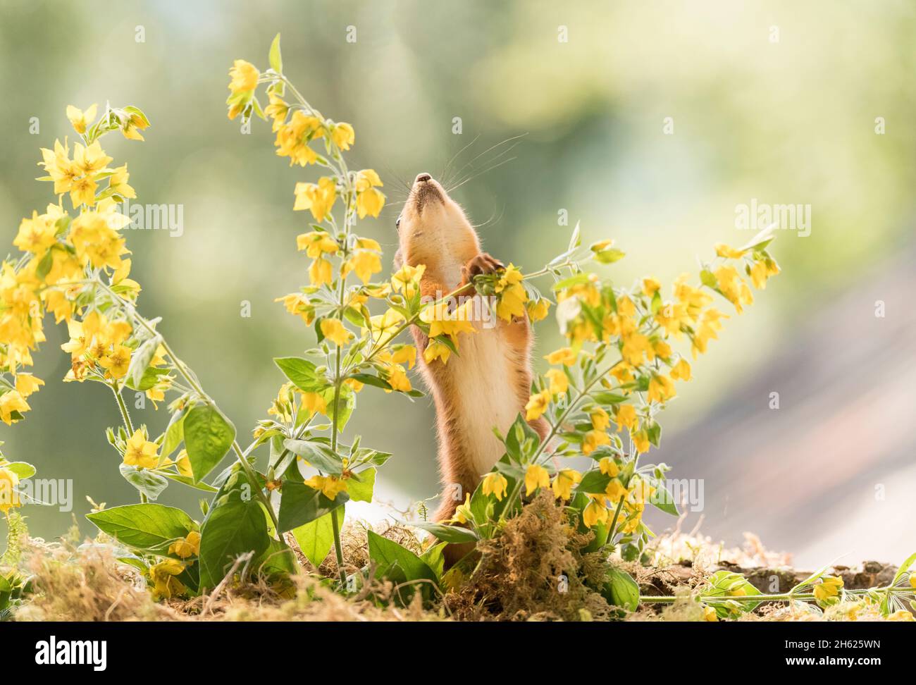 Yellow Loosestrife High Resolution Stock Photography and Images - Alamy