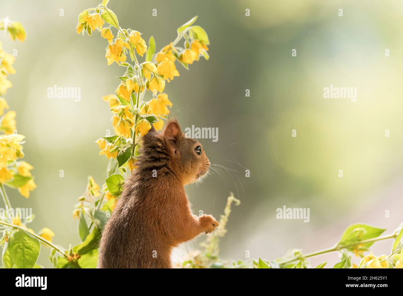 Yellow Loosestrife High Resolution Stock Photography and Images - Alamy