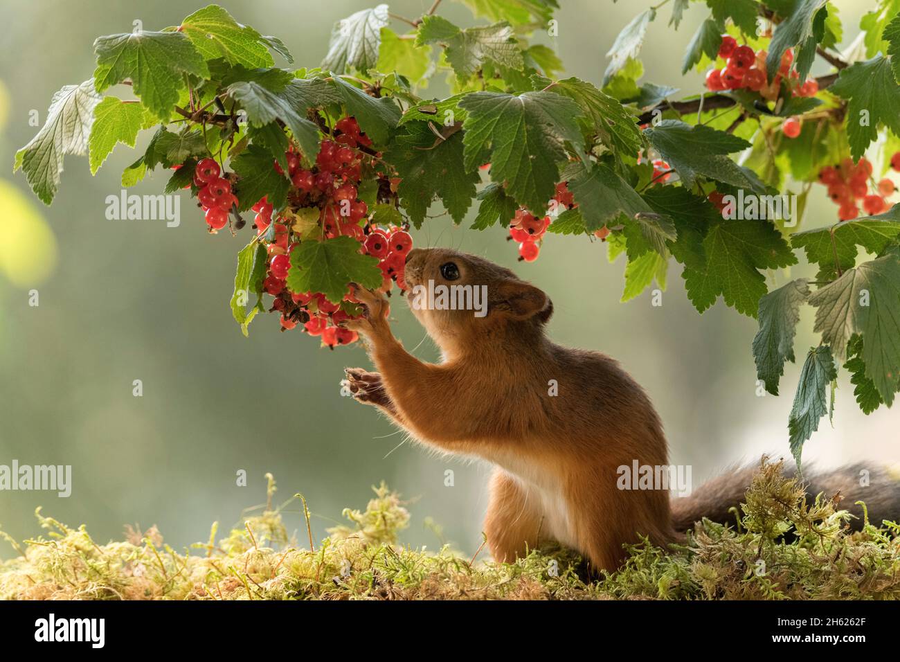 Smelling fruit hi-res stock photography and images - Alamy