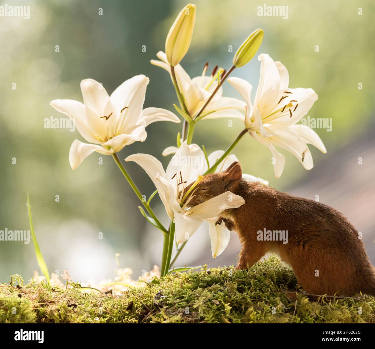 Red squirrel smelling lilium flowers hi-res stock photography and ...