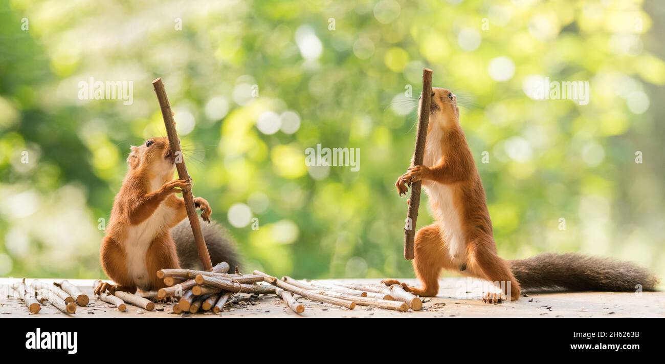 Squirrels tree art hi-res stock photography and images - Alamy