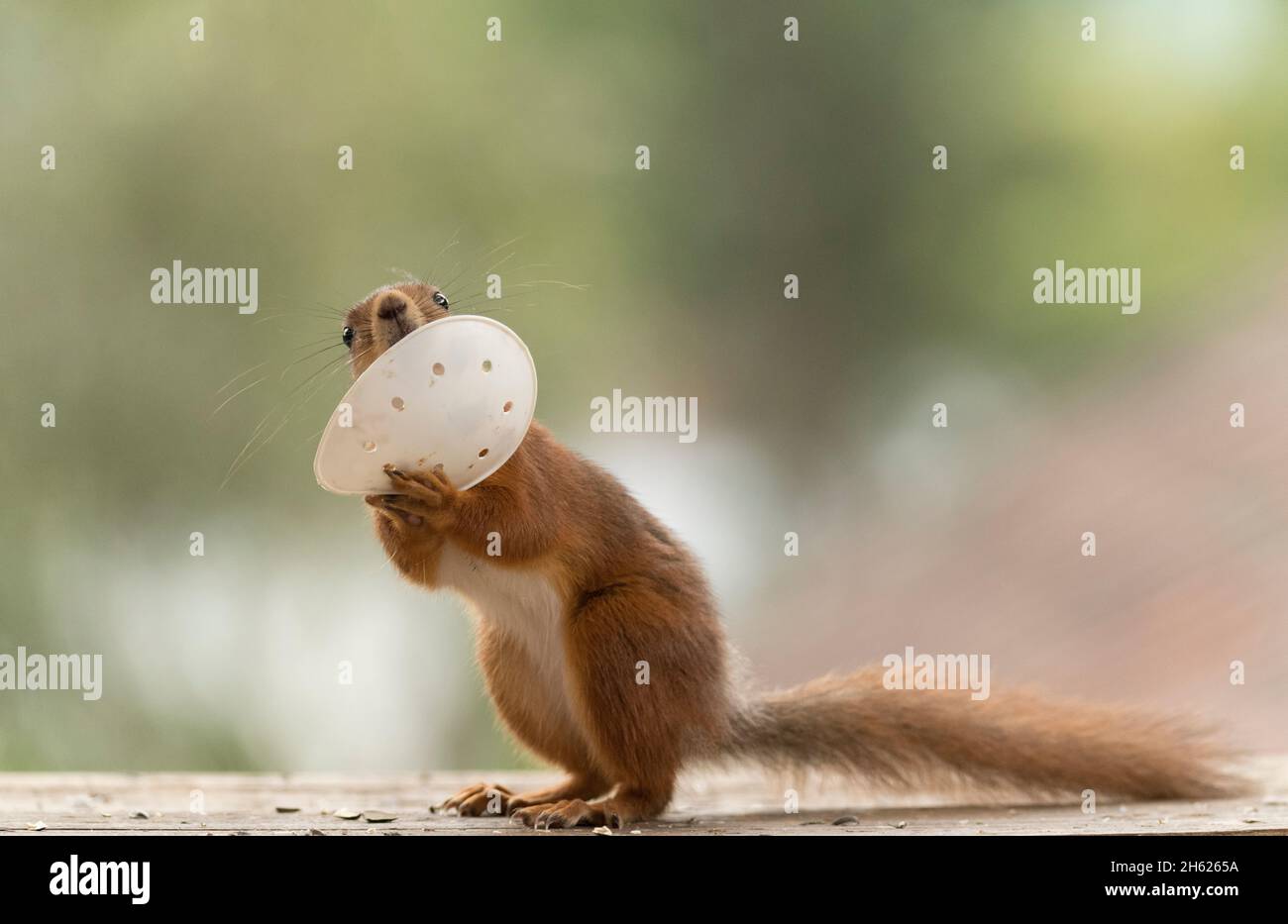 Holding the mask hi-res stock photography and images - Alamy