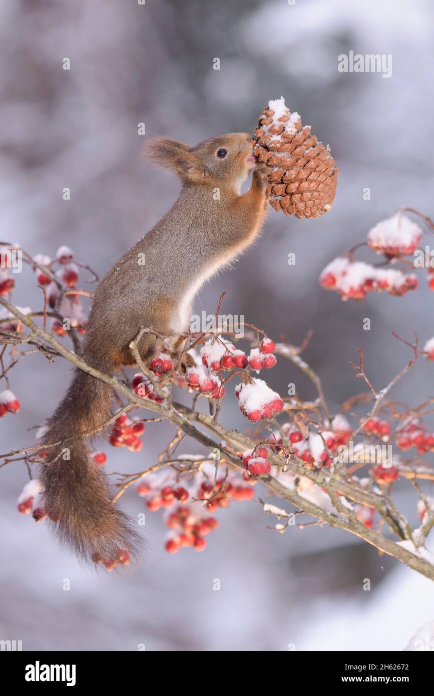 Eating pine cone hi-res stock photography and images - Alamy