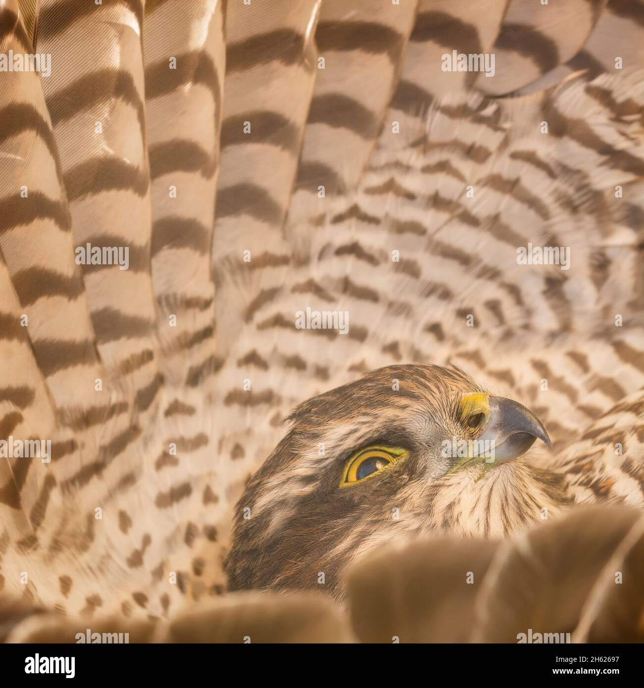 Closeup of a hawk head between wings hi-res stock photography and ...