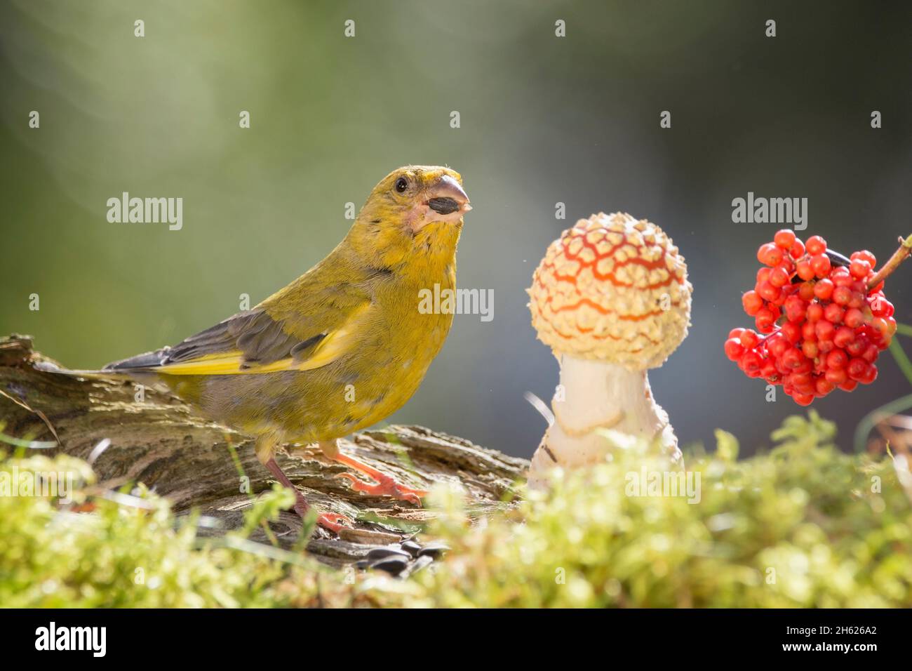 Green finch hi-res stock photography and images - Alamy