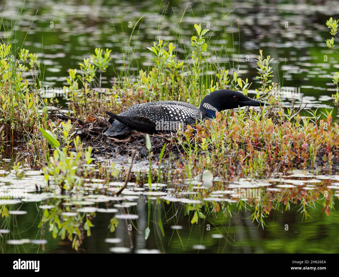 bird,female loon nesting,canada,ontario,kawartha highlands provincial ...