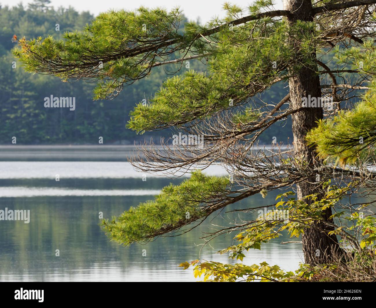 canada,ontario,kawartha highlands provincial park,nature,wilderness ...
