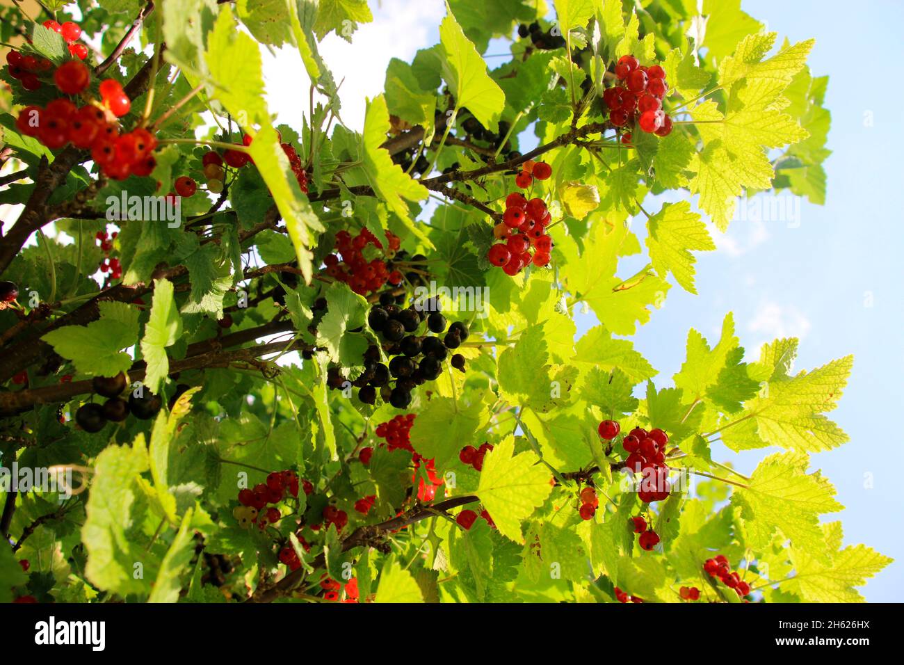 Currant garden shrubs hi-res stock photography and images - Alamy