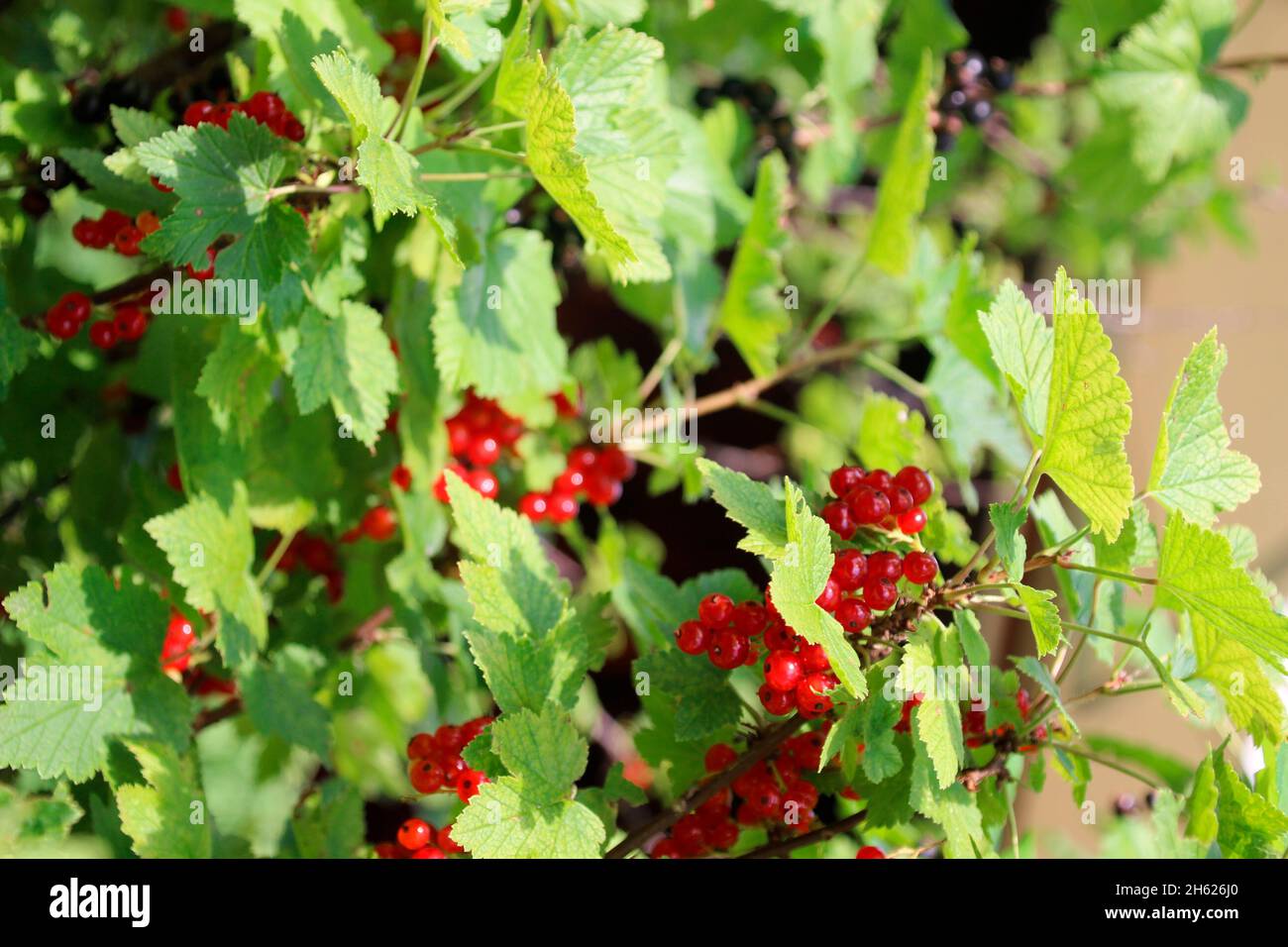 Garden red currant hi-res stock photography and images - Alamy