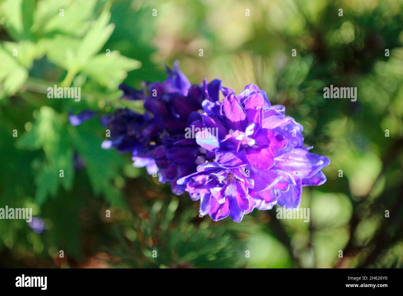 delphinium hybrid delphinium Stock Photo - Alamy