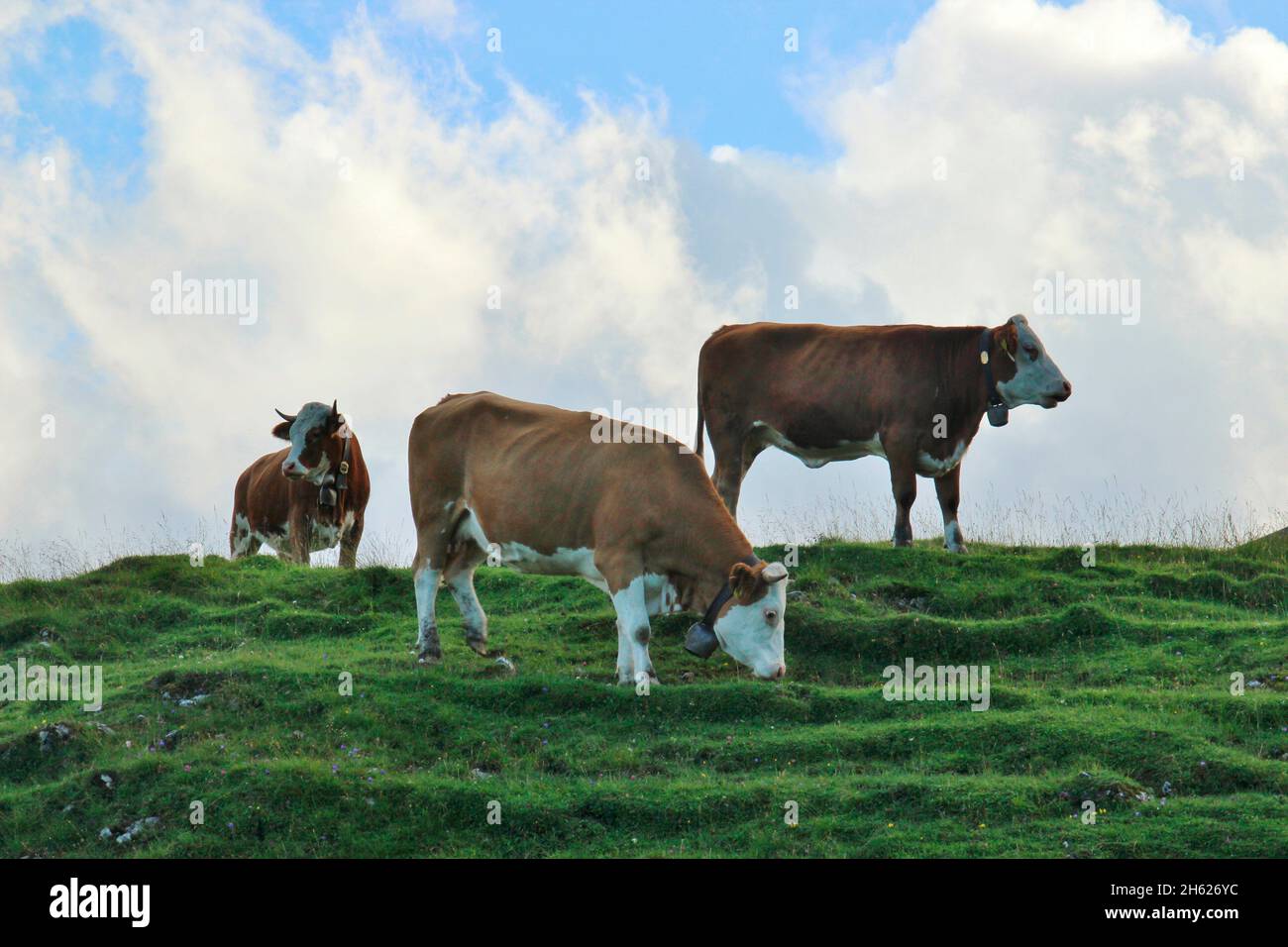 hike to the krüner alm,(1621 m). estergebirge,cow,cows,breed simmental ...