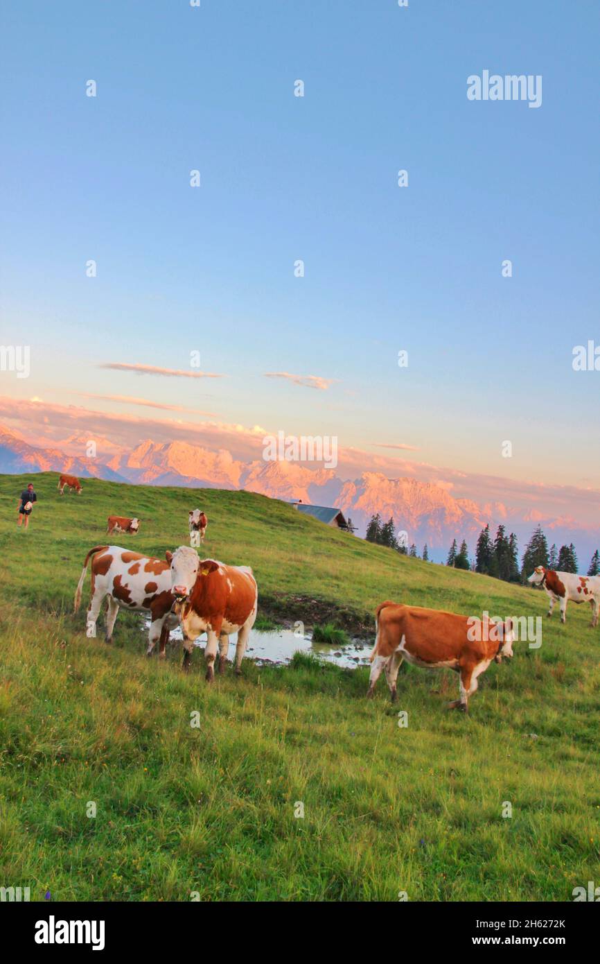 Young cattle of the fleckvieh breed cow hi-res stock photography and ...