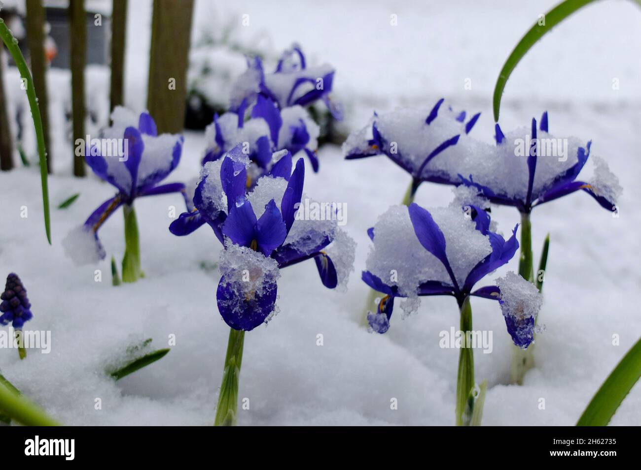 dwarf iris (iris reticulata 'harmony') in the snow Stock Photo - Alamy