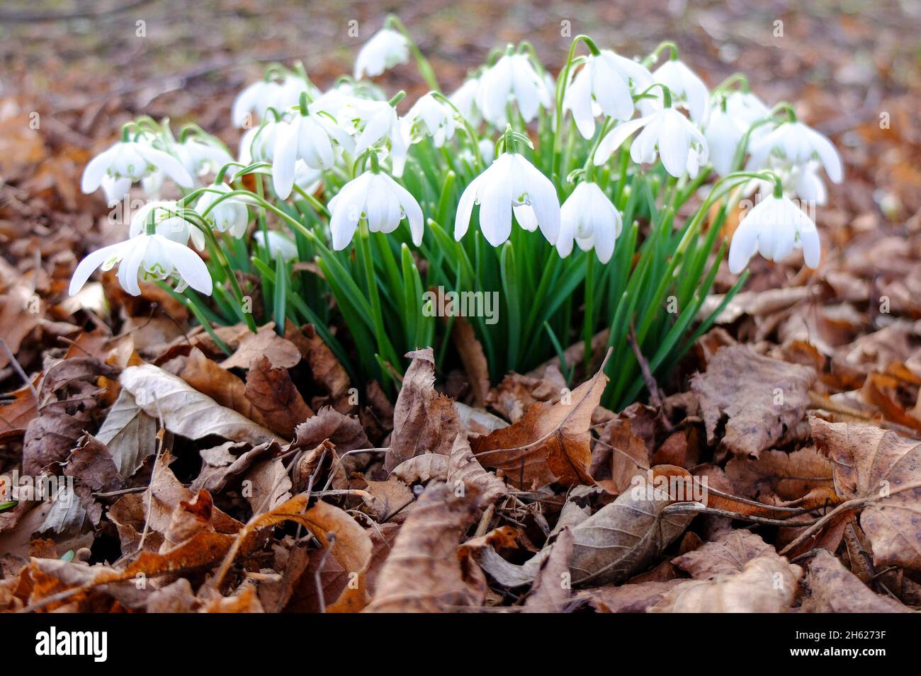 Double snowdrops hi-res stock photography and images - Alamy