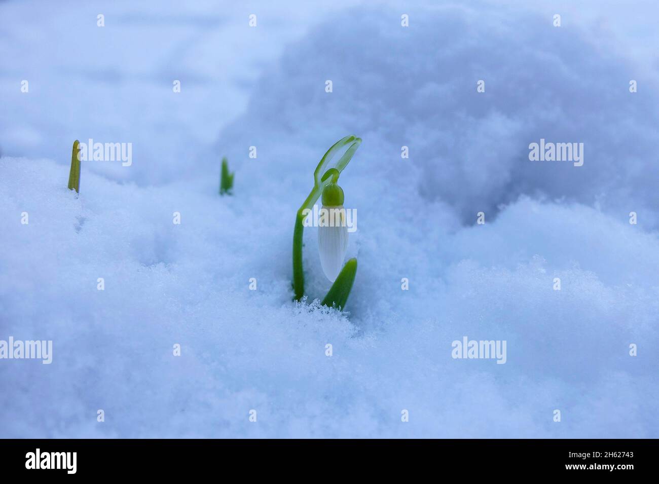snowdrop (galanthus nivalis),bud in the snow Stock Photo - Alamy