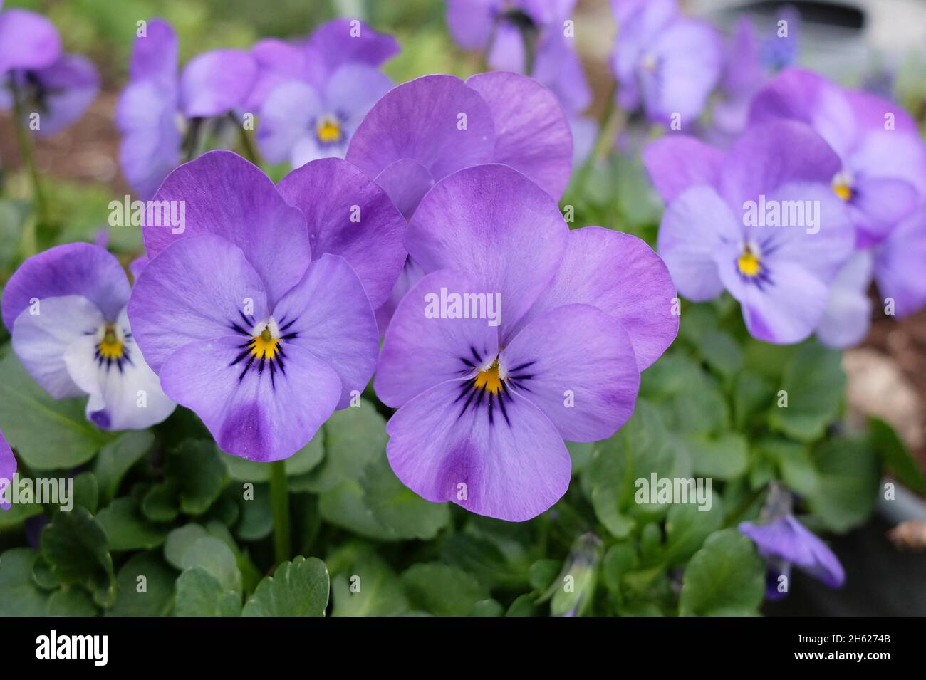 purple horned violet (viola cornuta Stock Photo - Alamy