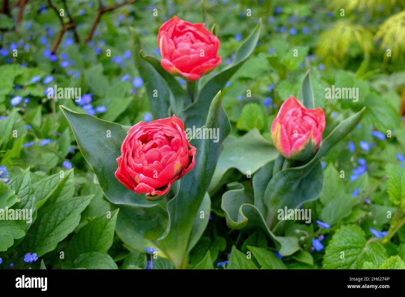 Pamplona tulip hi-res stock photography and images - Alamy