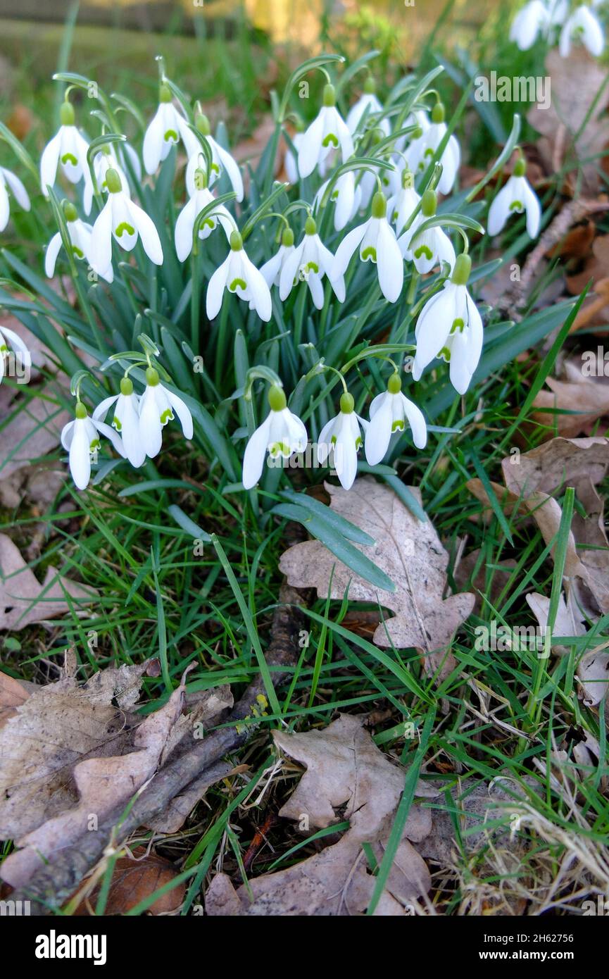 Snowdrop and leaves hi-res stock photography and images - Alamy