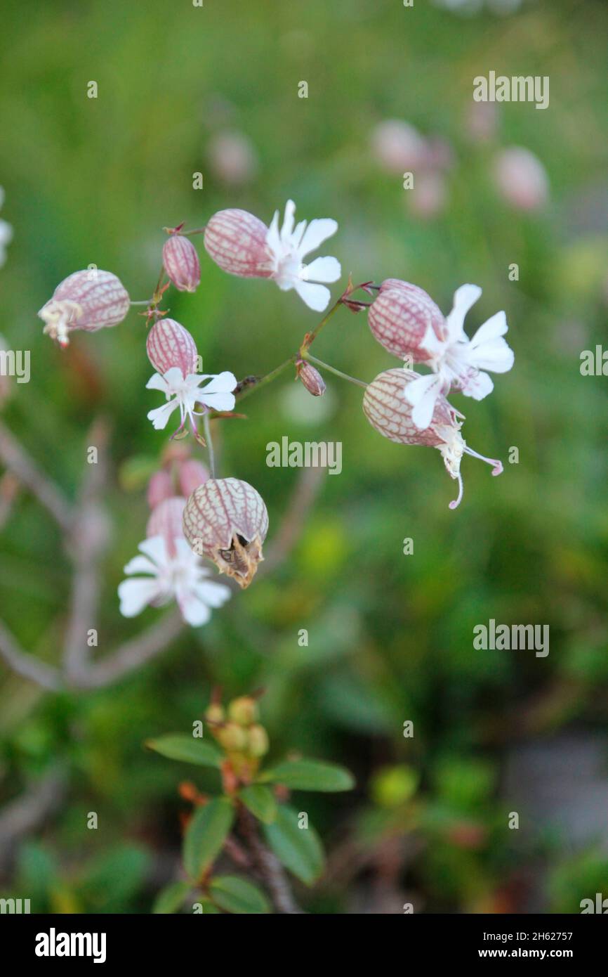 common pigeon catchfly (silene vulgaris Stock Photo - Alamy