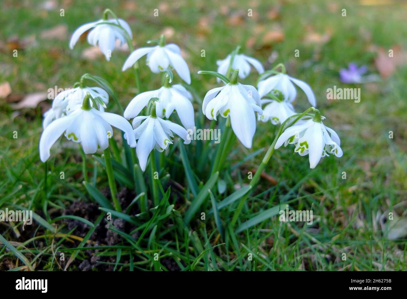 snowdrop (galanthus nivalis Stock Photo - Alamy