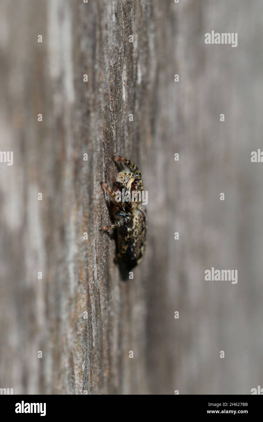 Spring spider marpissa muscosa on a wooden pole hi-res stock ...
