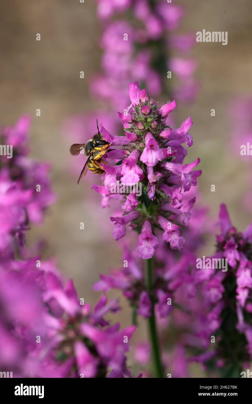 female of the large woolly bee (anthidium manicatum) on common betonia ...