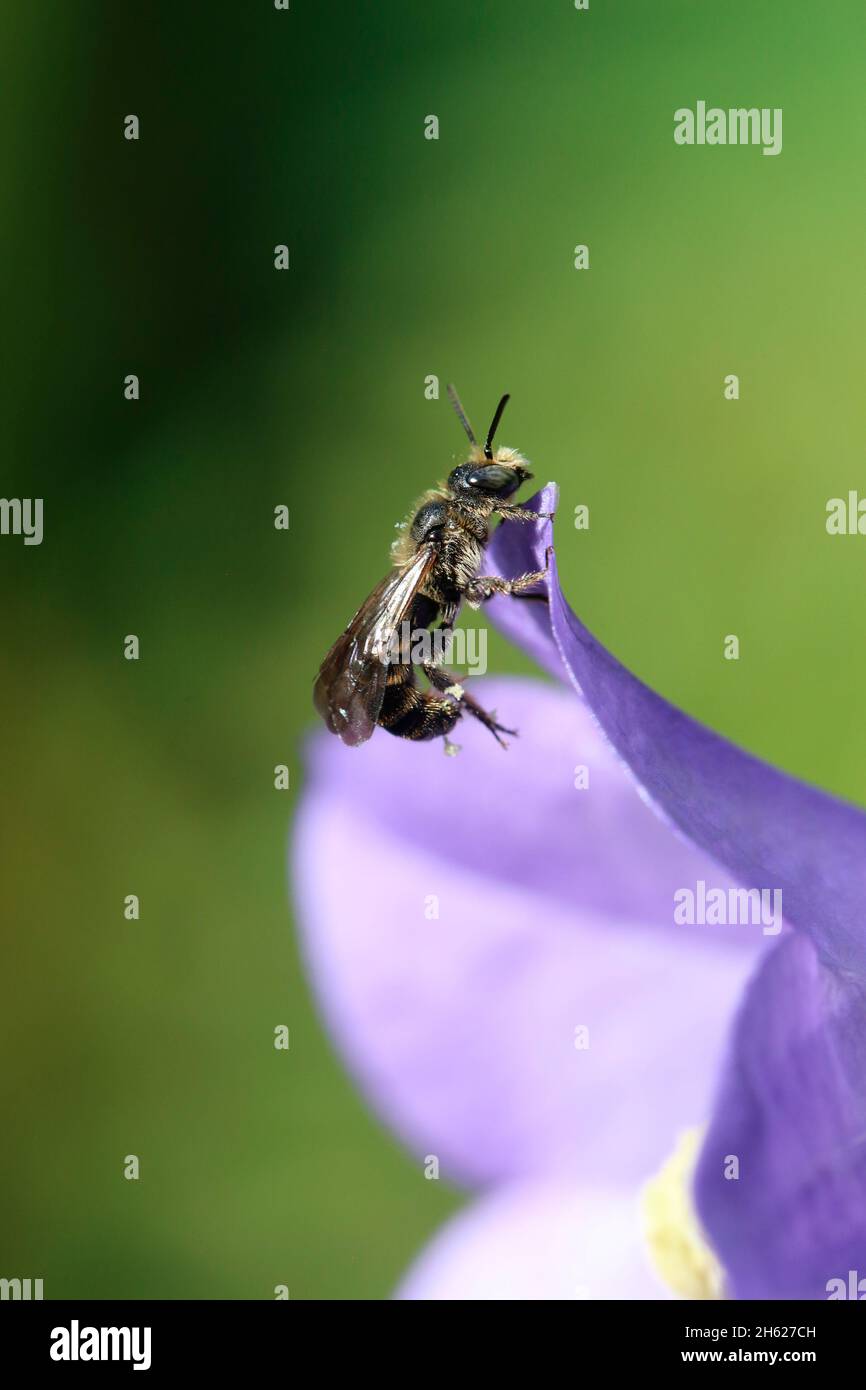 male of the bluebell scissor bee (chelostoma rapunculi) on peach-leaved ...