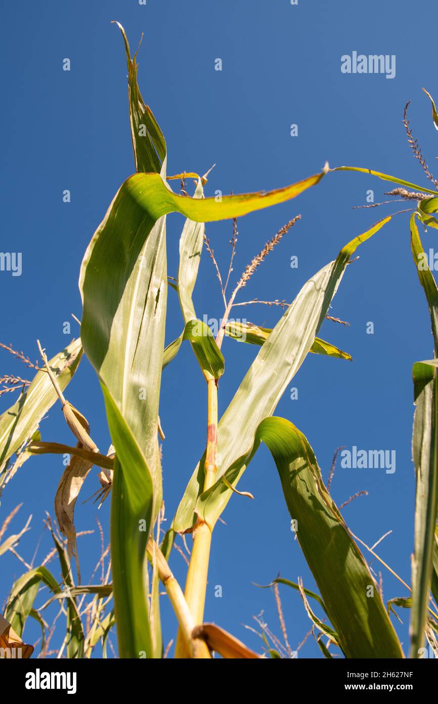 Maize corn seed head in hi-res stock photography and images - Alamy