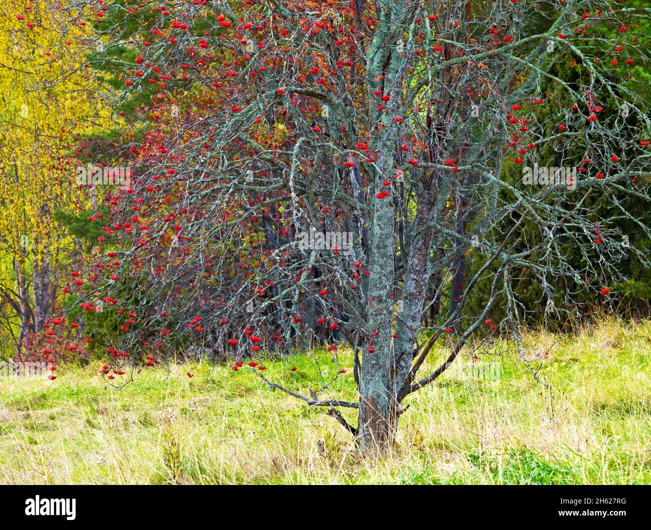 Mora tree hi-res stock photography and images - Alamy