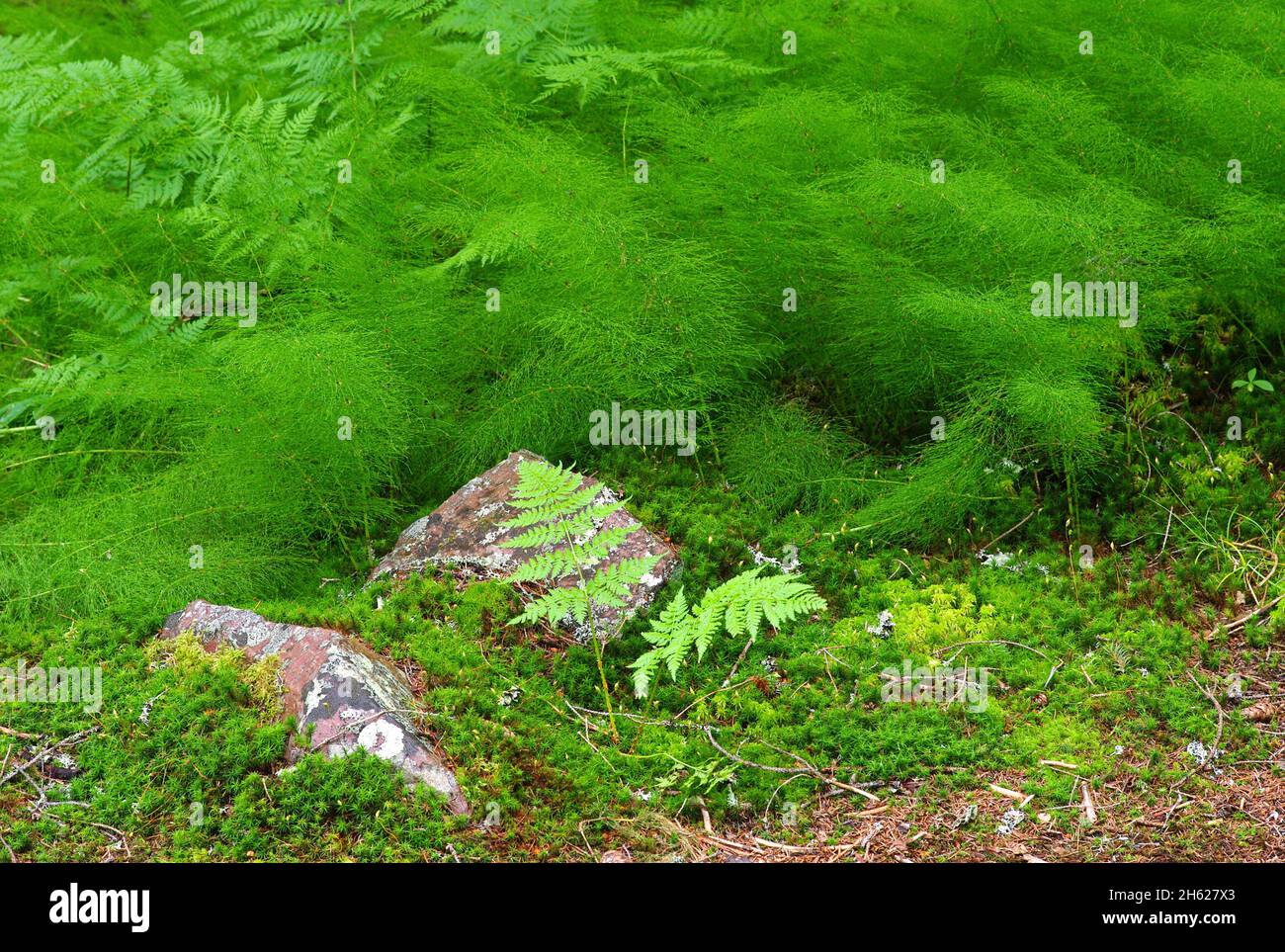 europe,sweden,dalarna,fulufjäll national park,forest horsetail ...