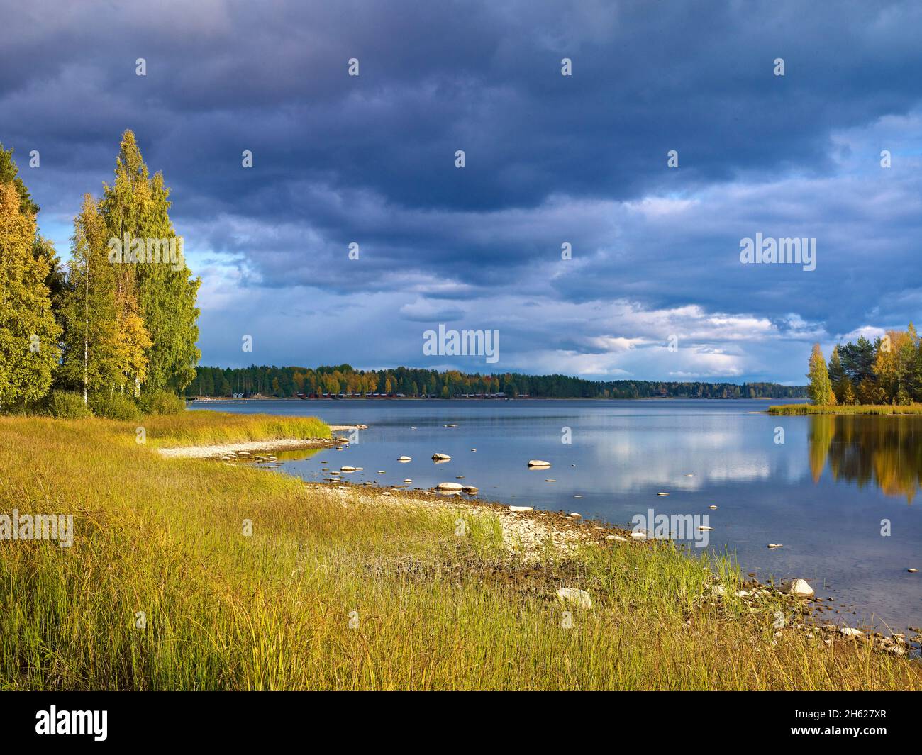 Mora tree hi-res stock photography and images - Alamy