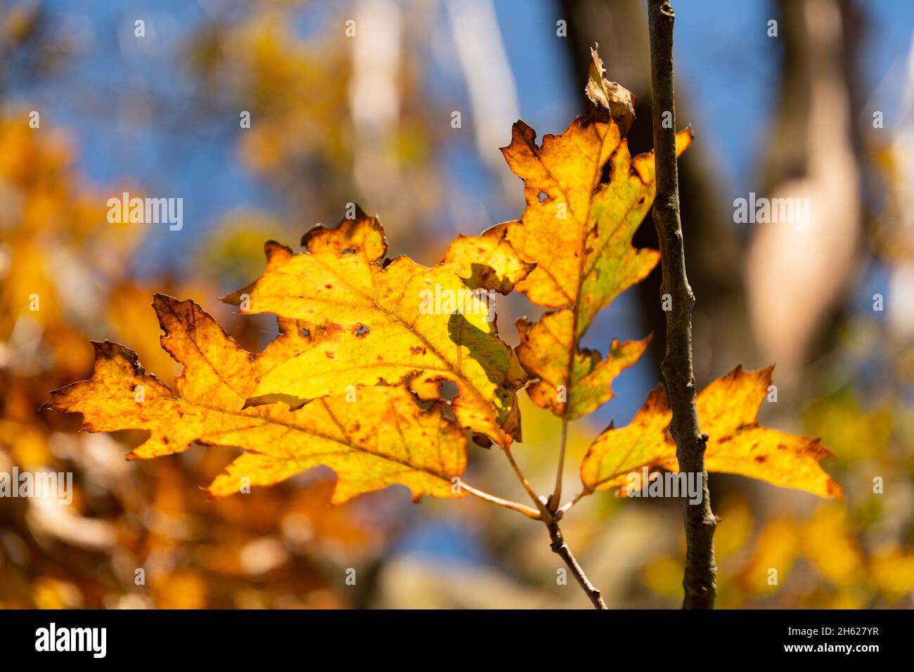 Schaan, Liechtenstein, October 14, 2021 Autumn scenery with colorful ...