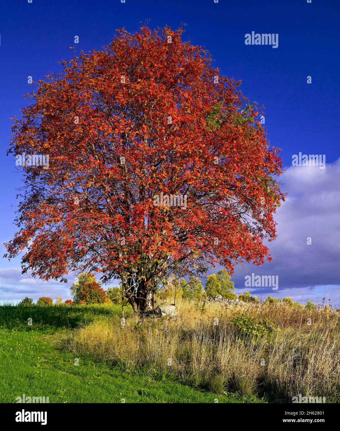 Mora tree hi-res stock photography and images - Alamy